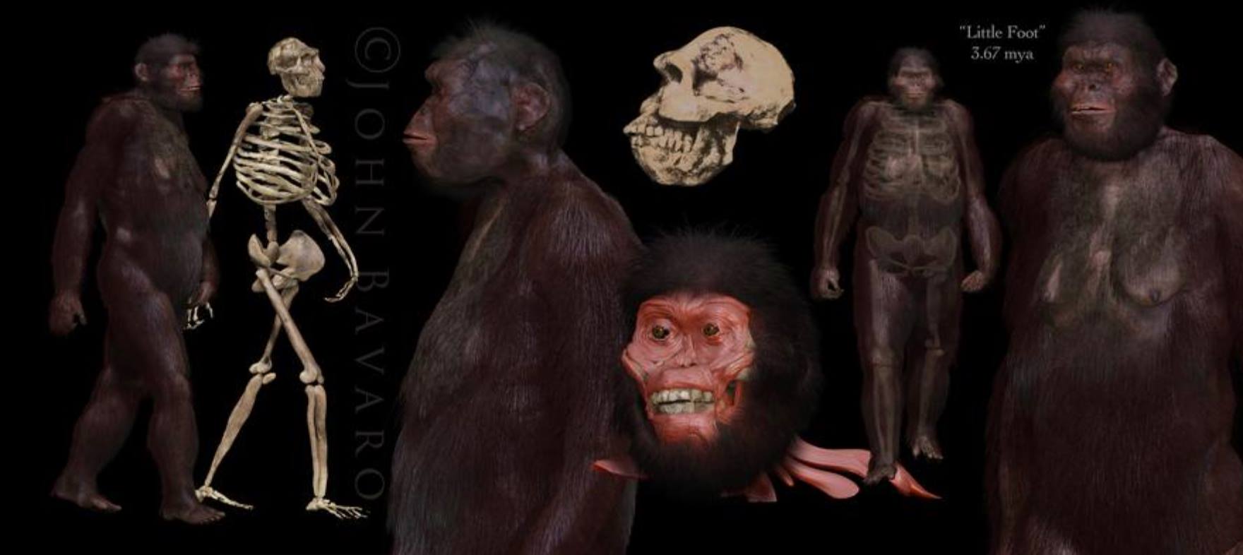 What’s a Hominid? What’s a Hominin? Is there a difference? – World of ...