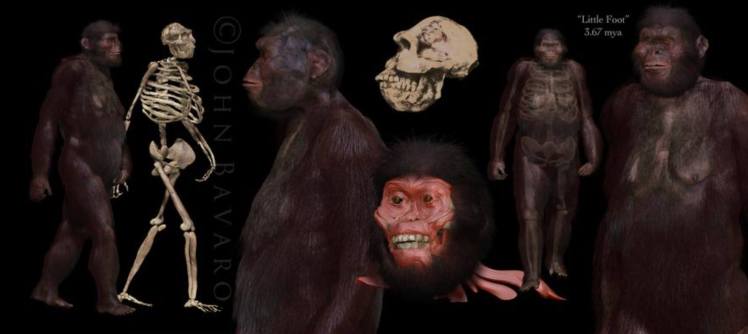 What’s a Hominid? What’s a Hominin? Is there a difference? – World of ...