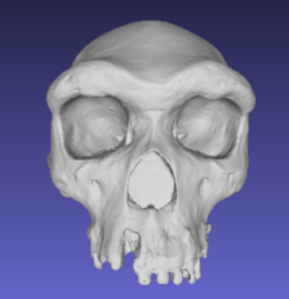 What’s a Hominid? What’s a Hominin? Is there a difference? – World of ...