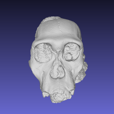 What’s a Hominid? What’s a Hominin? Is there a difference? – World of ...