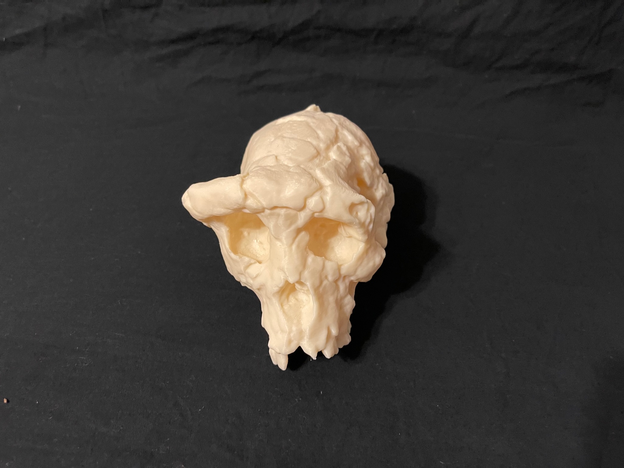 Whats to come… – World of Paleoanthropology