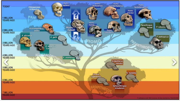March of Progress? It’s time we had a serious talk. – World of ...
