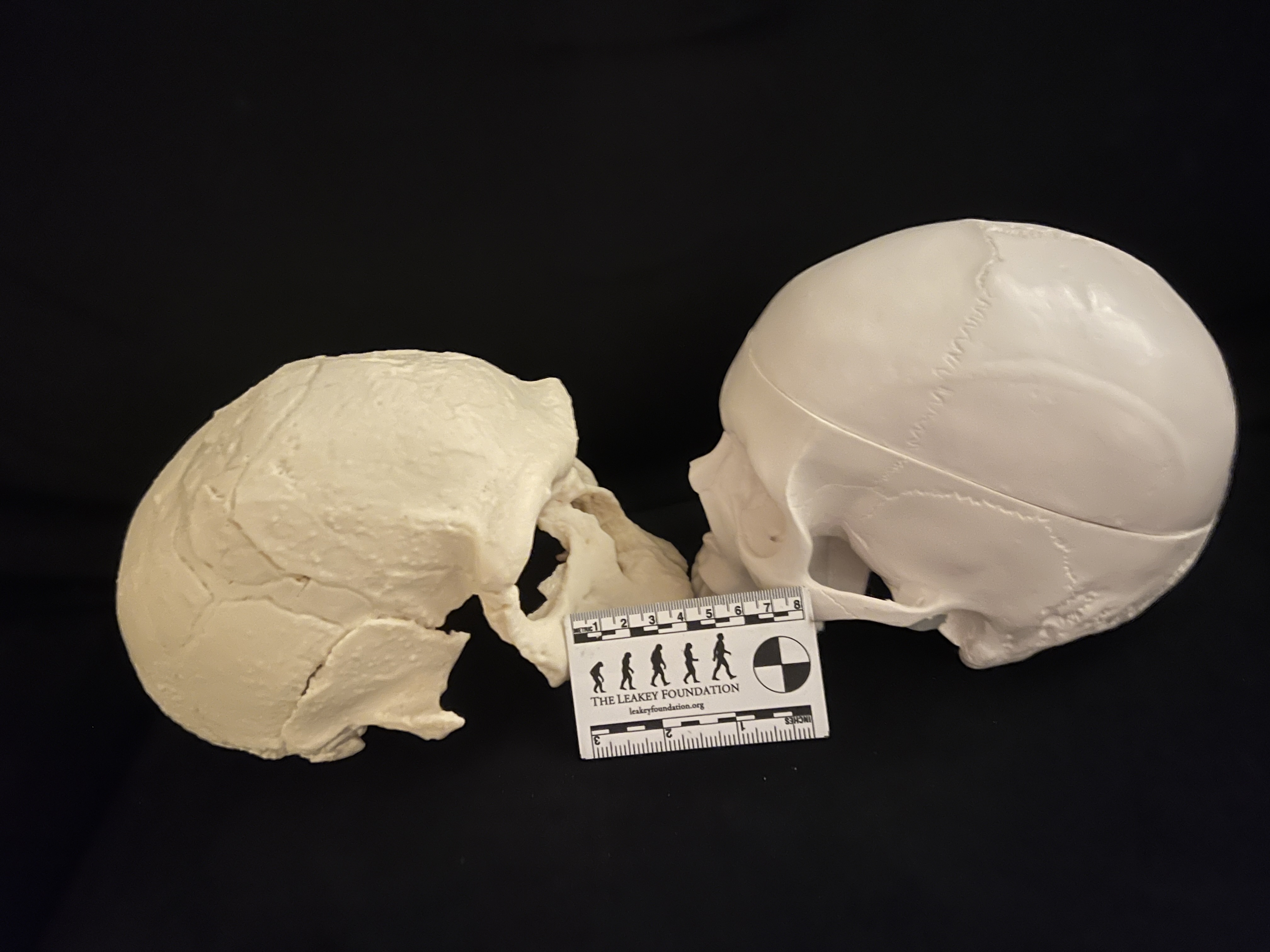 The First Homo sapiens…. – World of Paleoanthropology