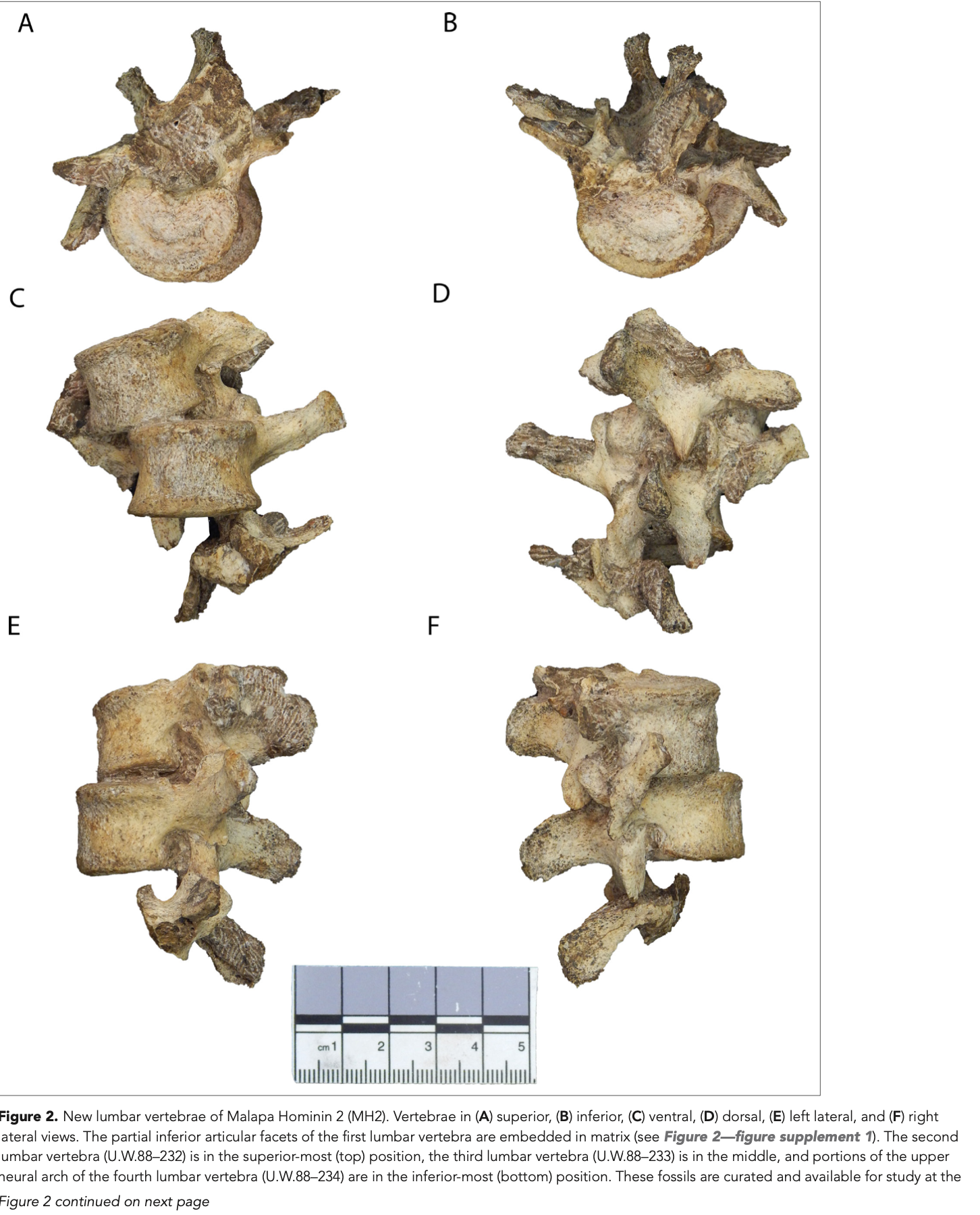 Ancient human relative, Australopithecus sediba, “walked like a human ...