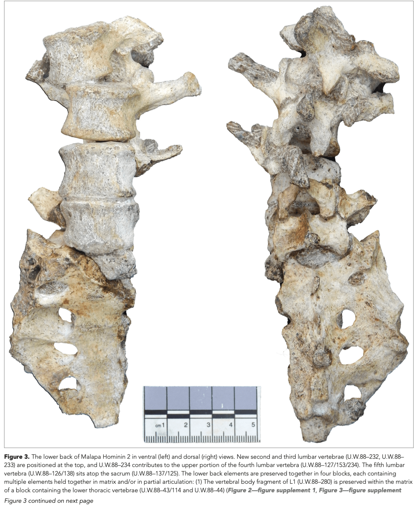 Ancient human relative, Australopithecus sediba, “walked like a human ...