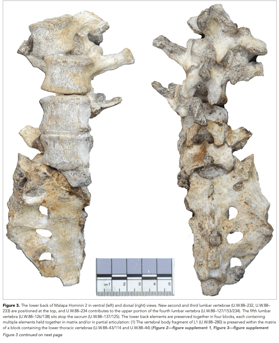 Ancient human relative, Australopithecus sediba, “walked like a human ...