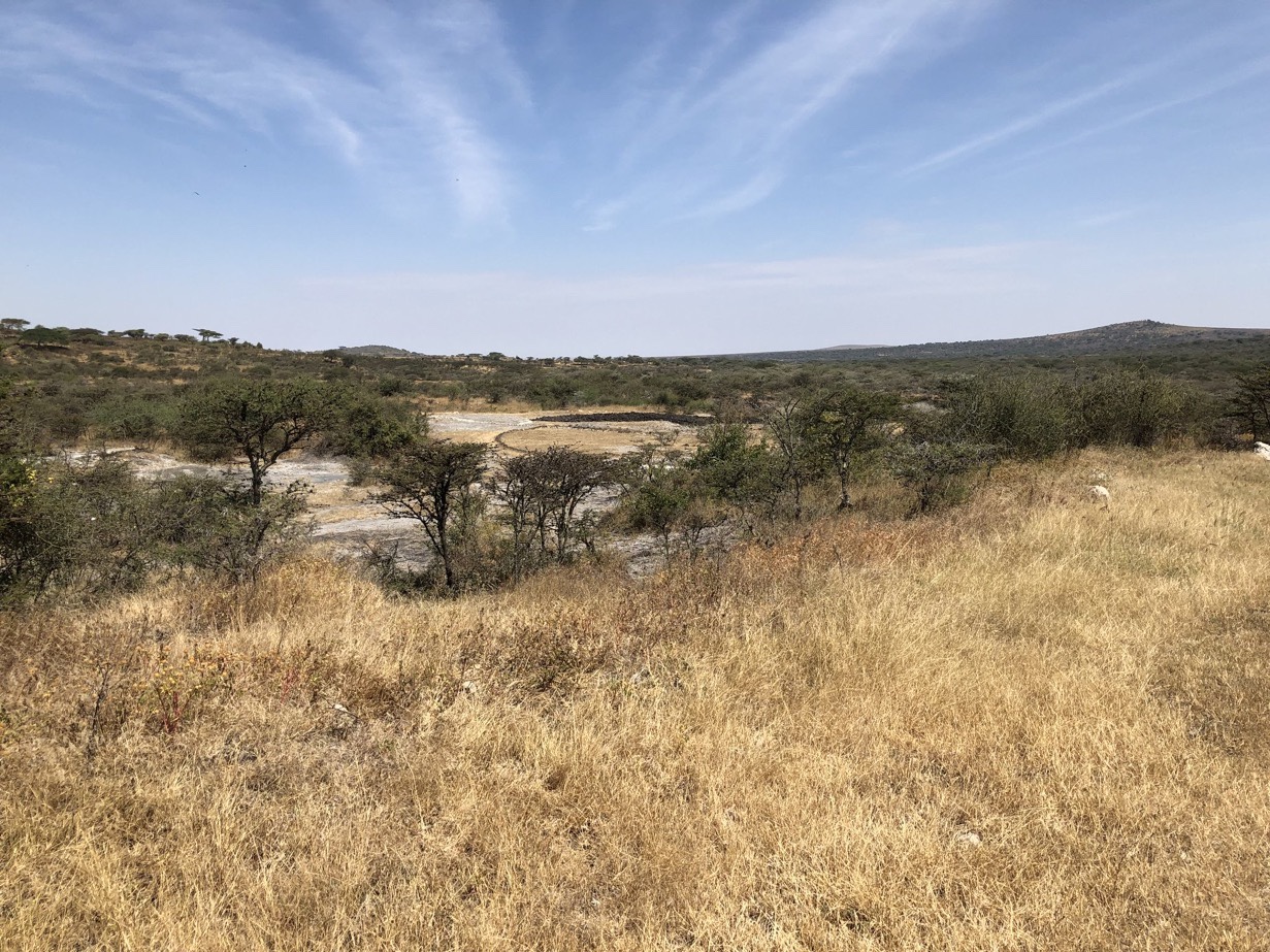 New Analysis of Foot Prints Found at Laetoli! – World of Paleoanthropology