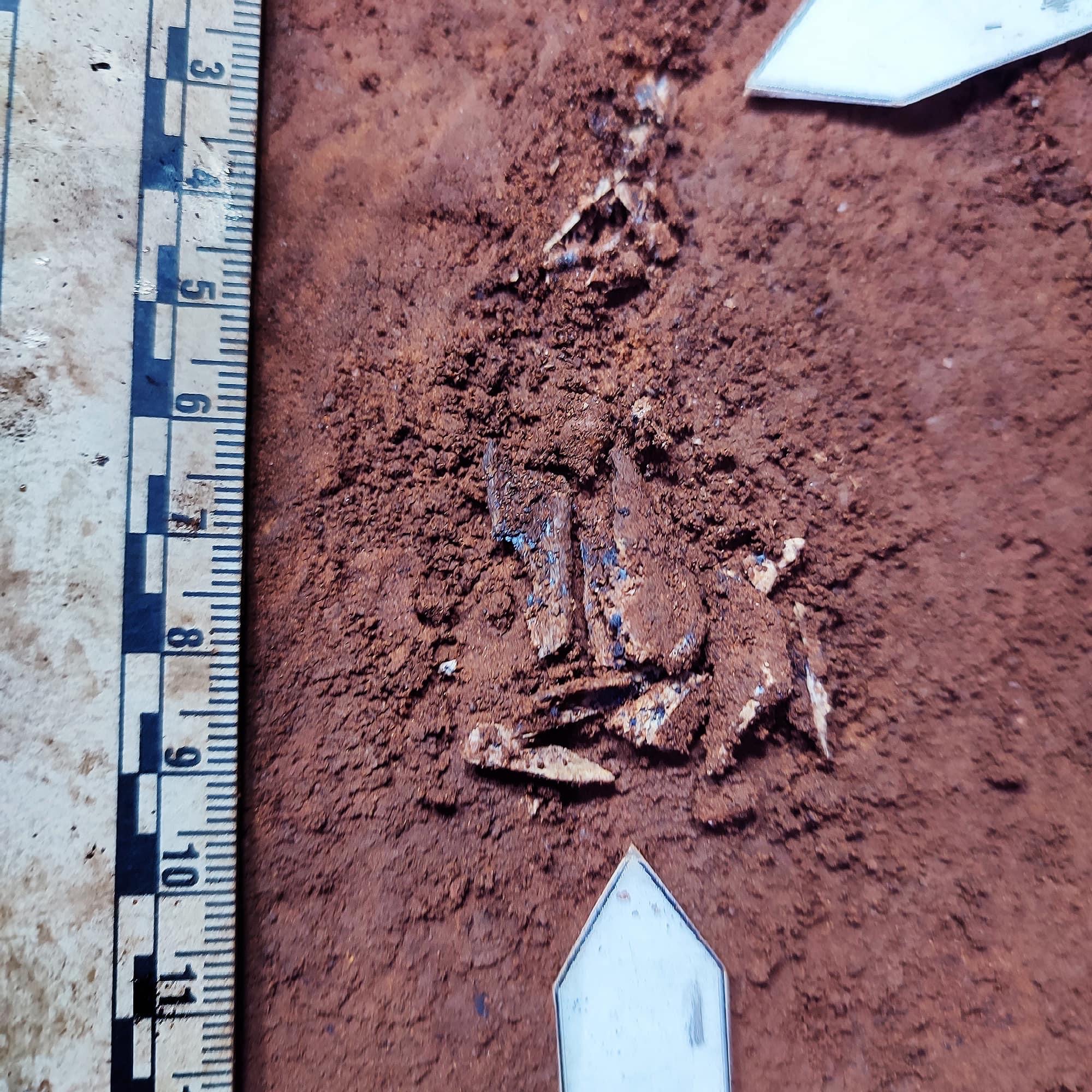 Fire and Homo naledi – World of Paleoanthropology