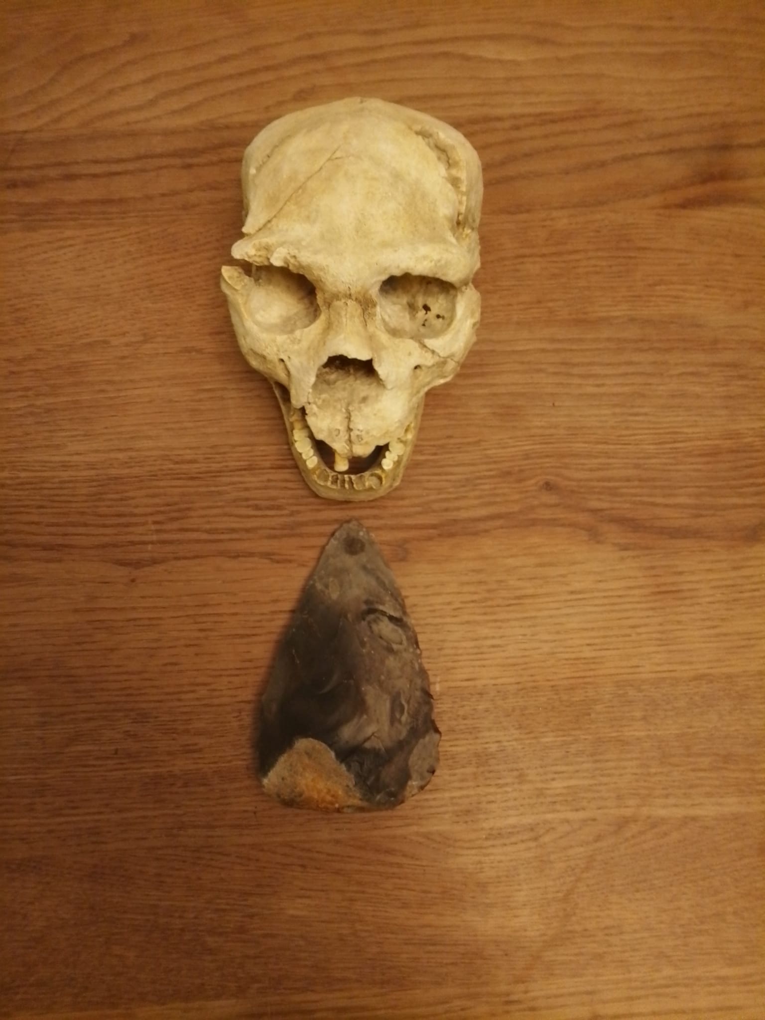 Thoughts on Human Hibernation – World of Paleoanthropology