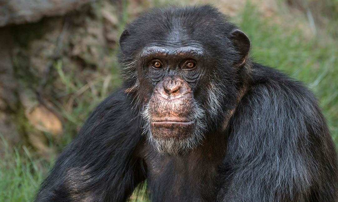 The Last Common Ancestor of Chimps and Humans? – World of Paleoanthropology