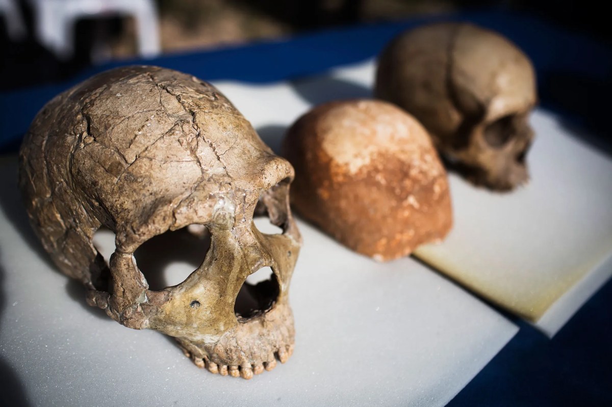 Could Neanderthals Speak? – World of Paleoanthropology