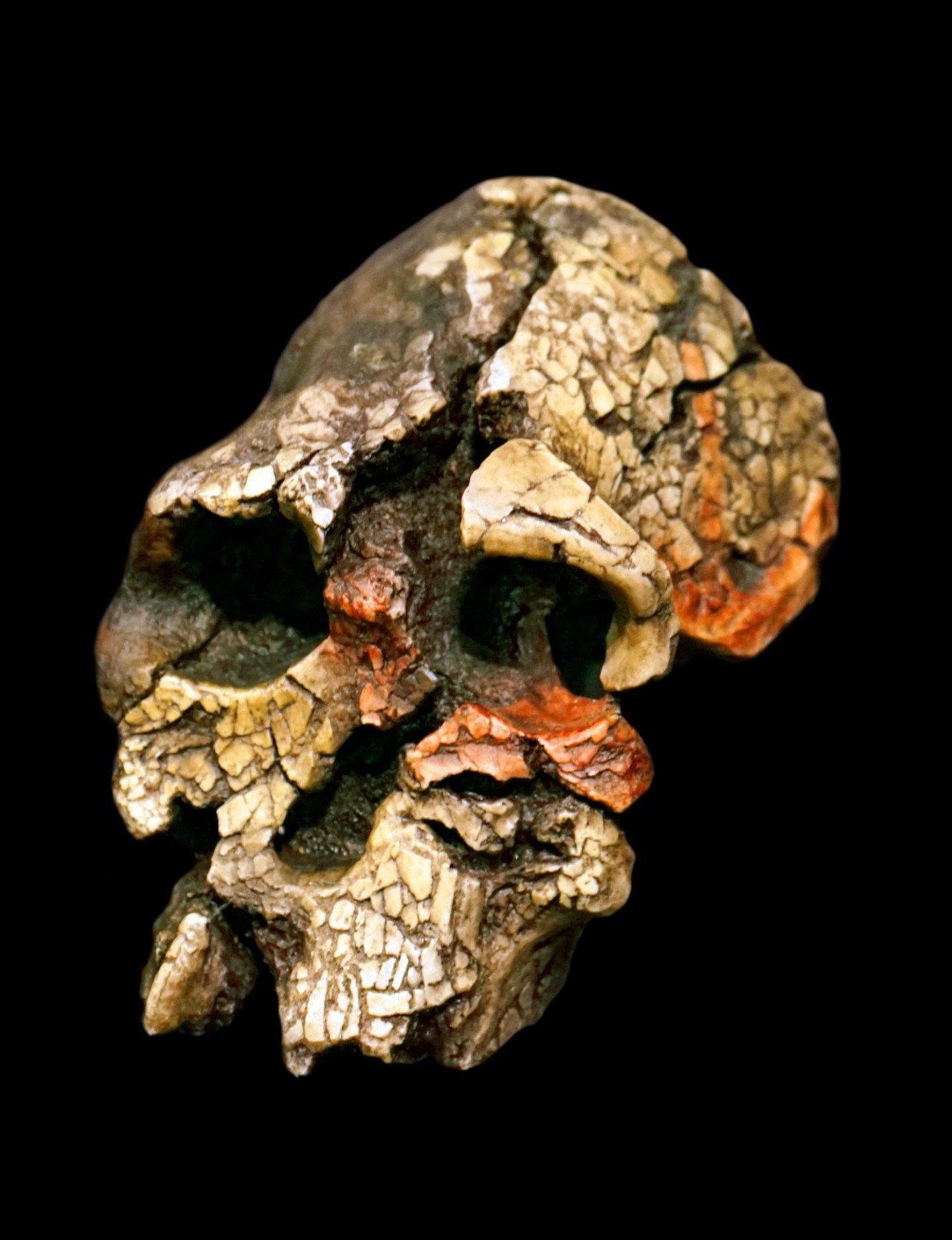 How Human Evolution Shapes Our Future – World of Paleoanthropology