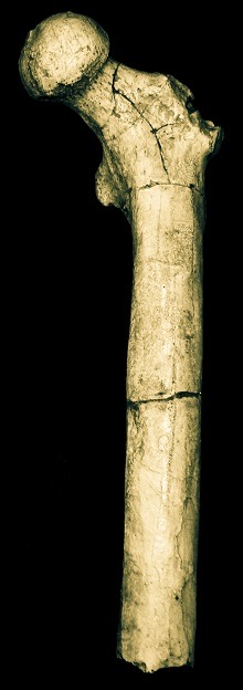 How Can Well Tell How an Animal Walked?-Guest Post By Mekhi – World of ...