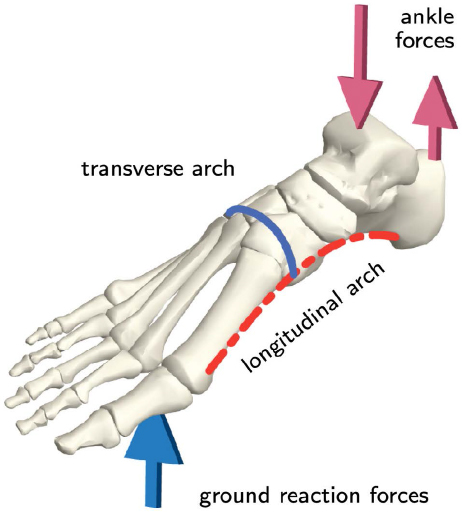 Why We Walk on Two Legs – World of Paleoanthropology