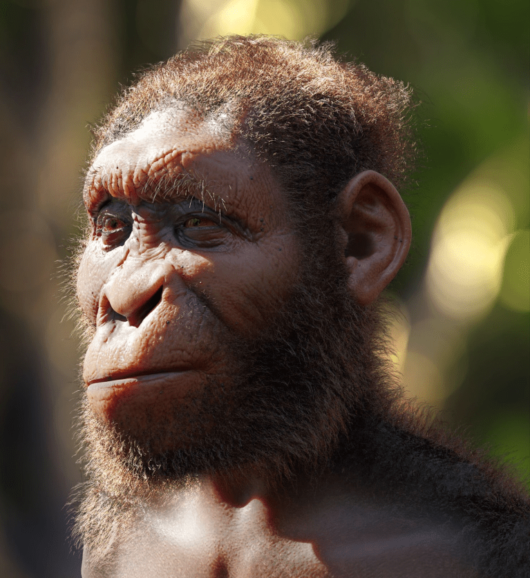 How Human Evolution Shapes Our Future – World of Paleoanthropology