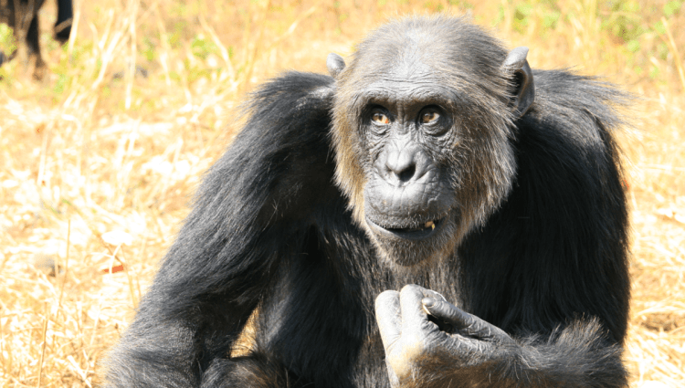 How Human Evolution Shapes Our Future – World of Paleoanthropology