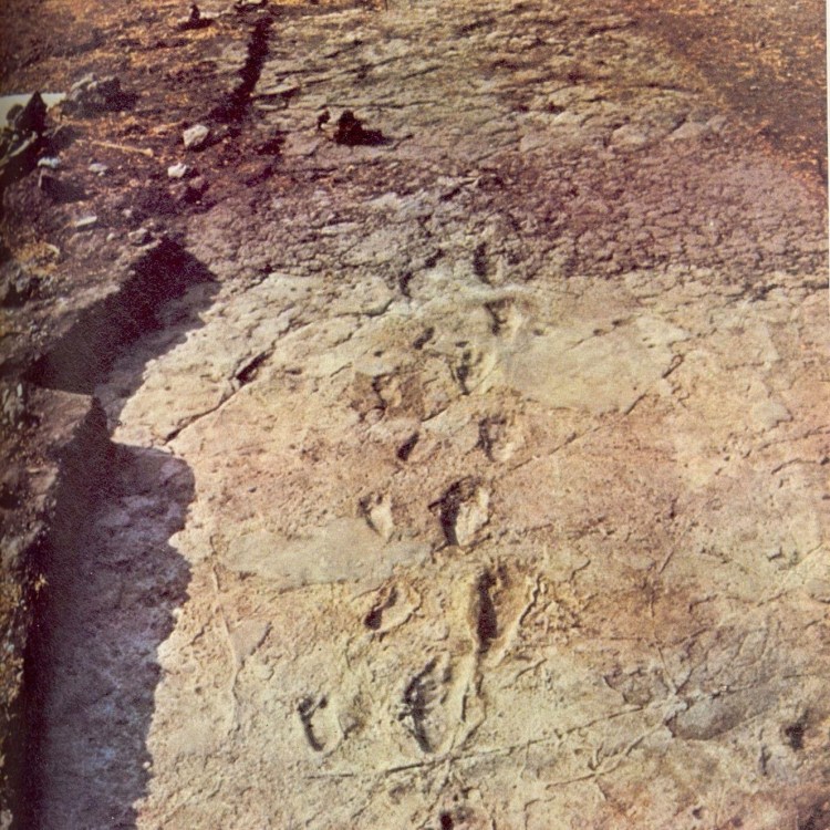 The Laetoli Footprints September 15th , 1976 – World of Paleoanthropology
