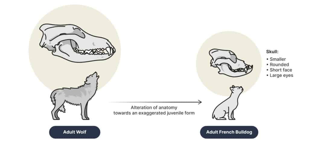 Baby Faces-How Neoteny Affected Our Evolution-Guest Post by Mekhi ...