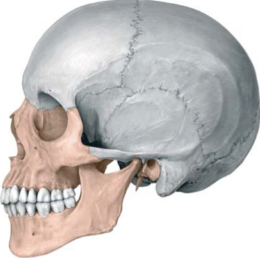 Baby Faces-How Neoteny Affected Our Evolution-Guest Post by Mekhi ...