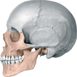 Baby Faces-How Neoteny Affected Our Evolution-Guest Post by Mekhi ...
