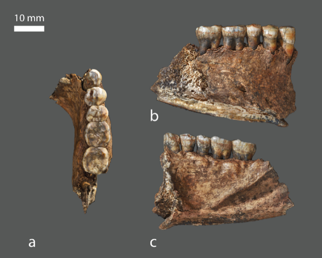 Understanding the ‘Muddle in the Middle’ Part 2-Hominins in Asia and ...