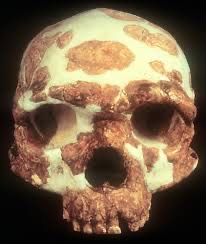 Understanding the ‘Muddle in the Middle’ Part 2-Hominins in Asia and ...