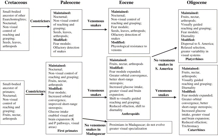 Snake Detection Theory: Did Snakes Play a Role in Primate Evolution ...