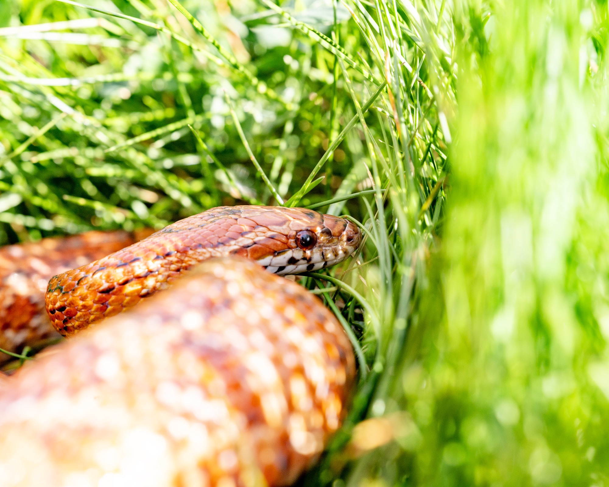 Snake Detection Theory: Did Snakes Play a Role in Primate Evolution ...