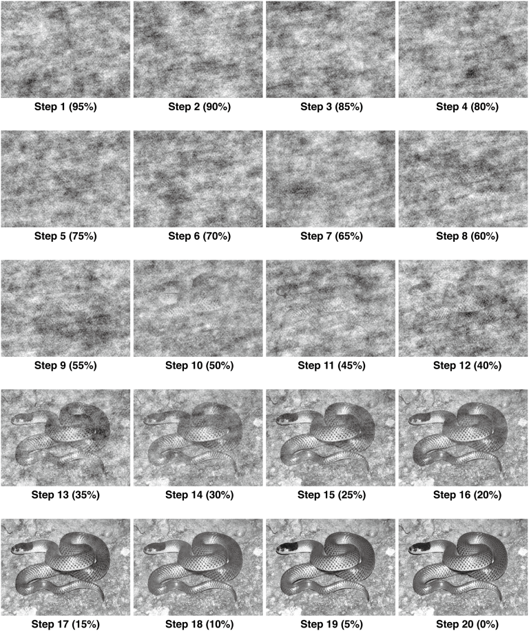 Snake Detection Theory: Did Snakes Play a Role in Primate Evolution ...