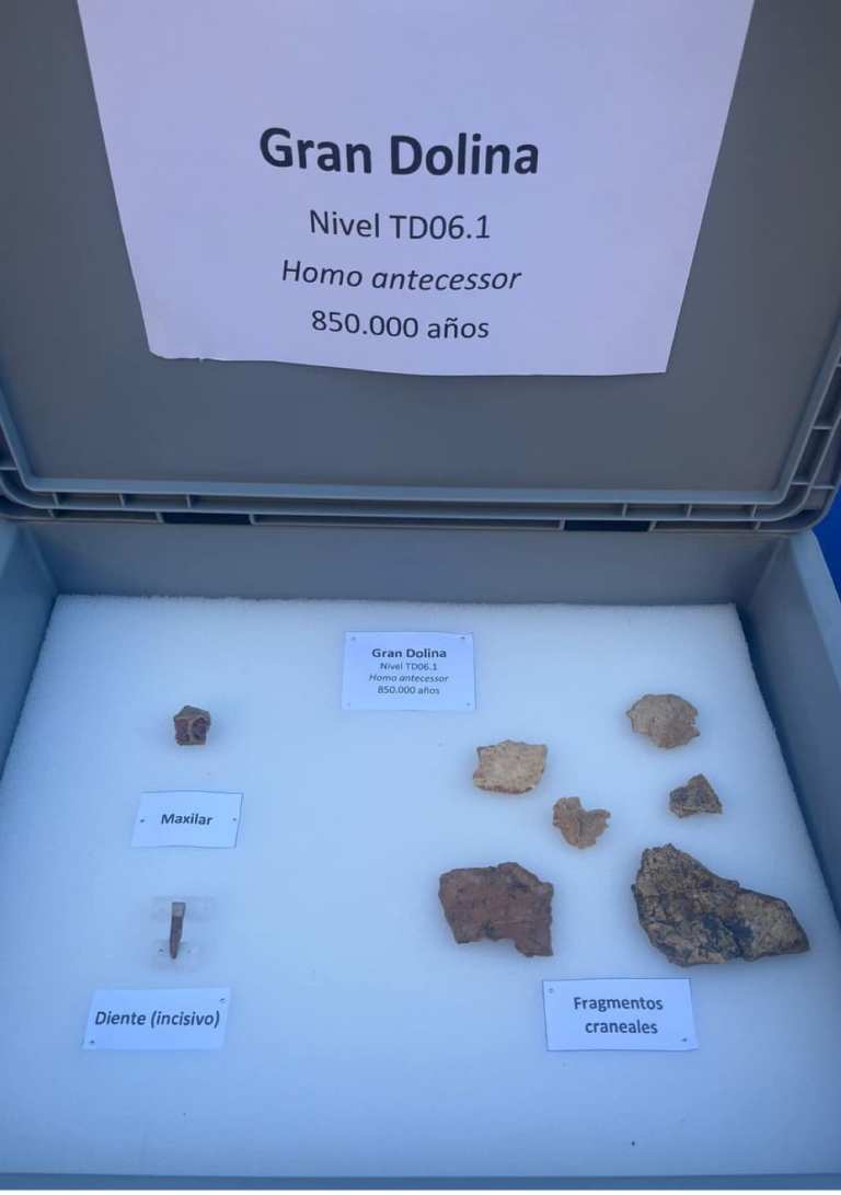 Groundbreaking Homo Antecessor Discoveries at Gran Dolina: Unveiling ...