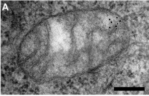 How Ancient DNA can be a powerful tool – World of Paleoanthropology