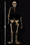 On the Origins of Homo floresiensis-New Fossils and New Implications ...