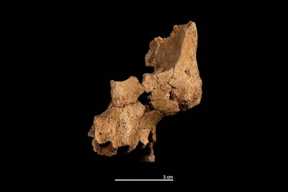 Unearthing “Pink”: A Transformative Discovery in Human Evolution – The ...