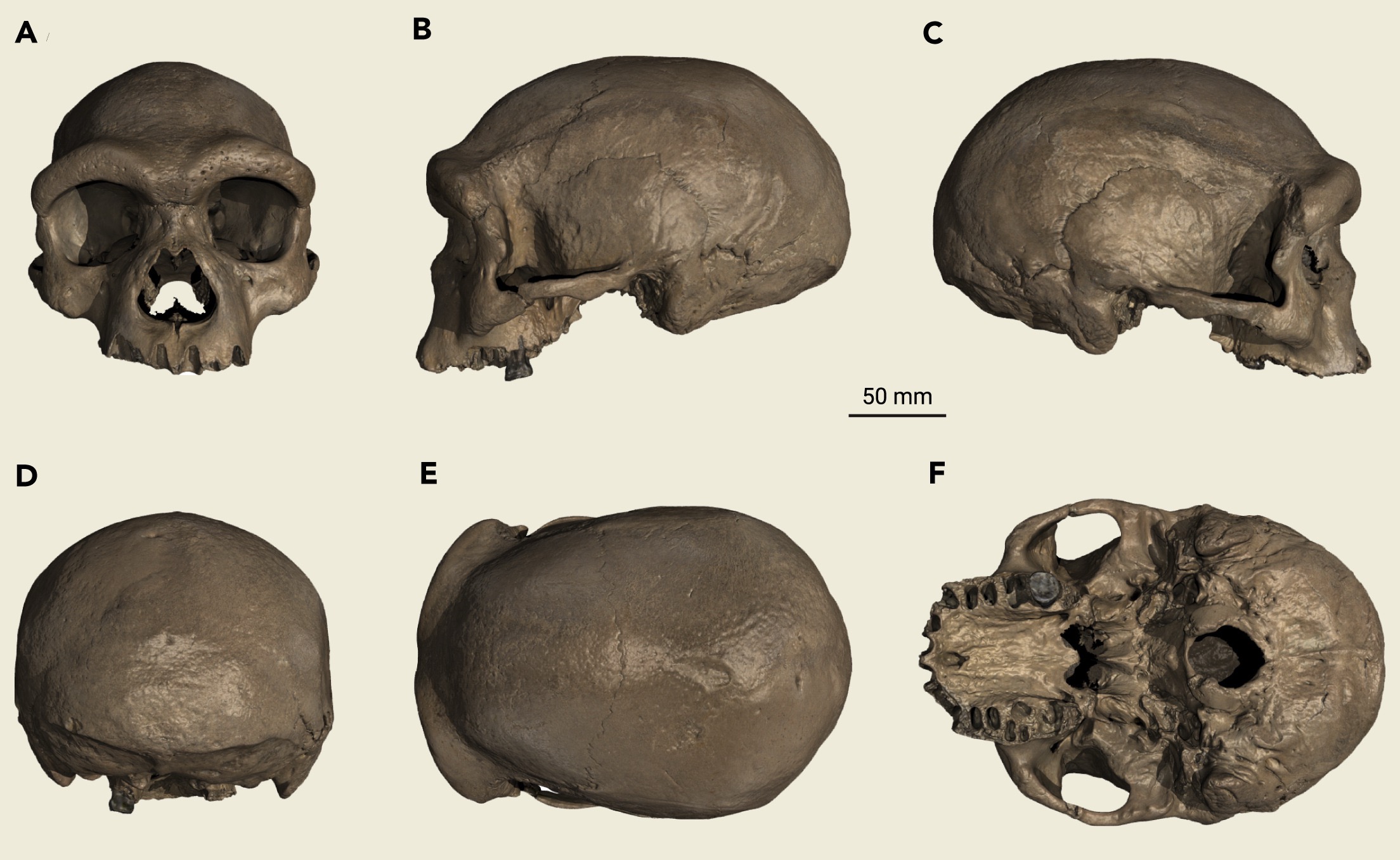 Unveiling the Denisovan Enigma: Proteomics, Morphology & Genetic Legacy ...